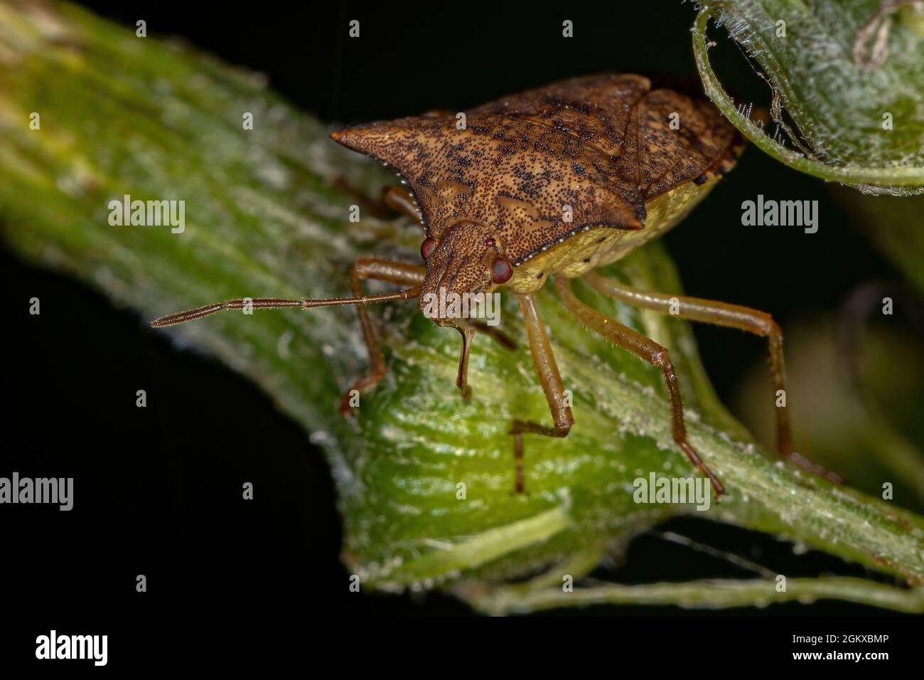Adult Stink bug of the family pentatomidae Stock Photo - Alamy