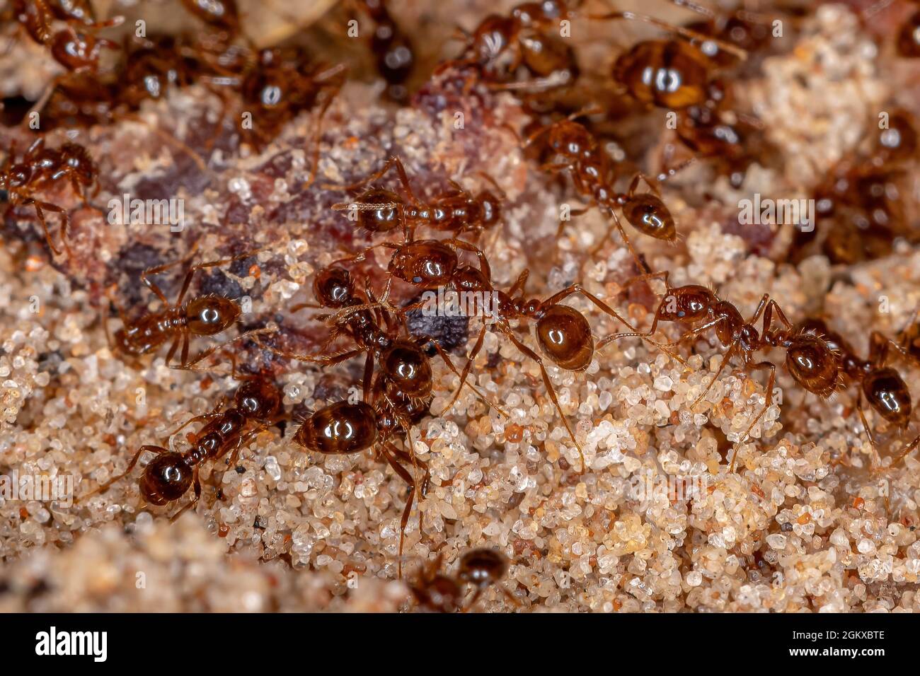 Adult Fire Ants of the Genus Solenopsis Stock Photo - Alamy
