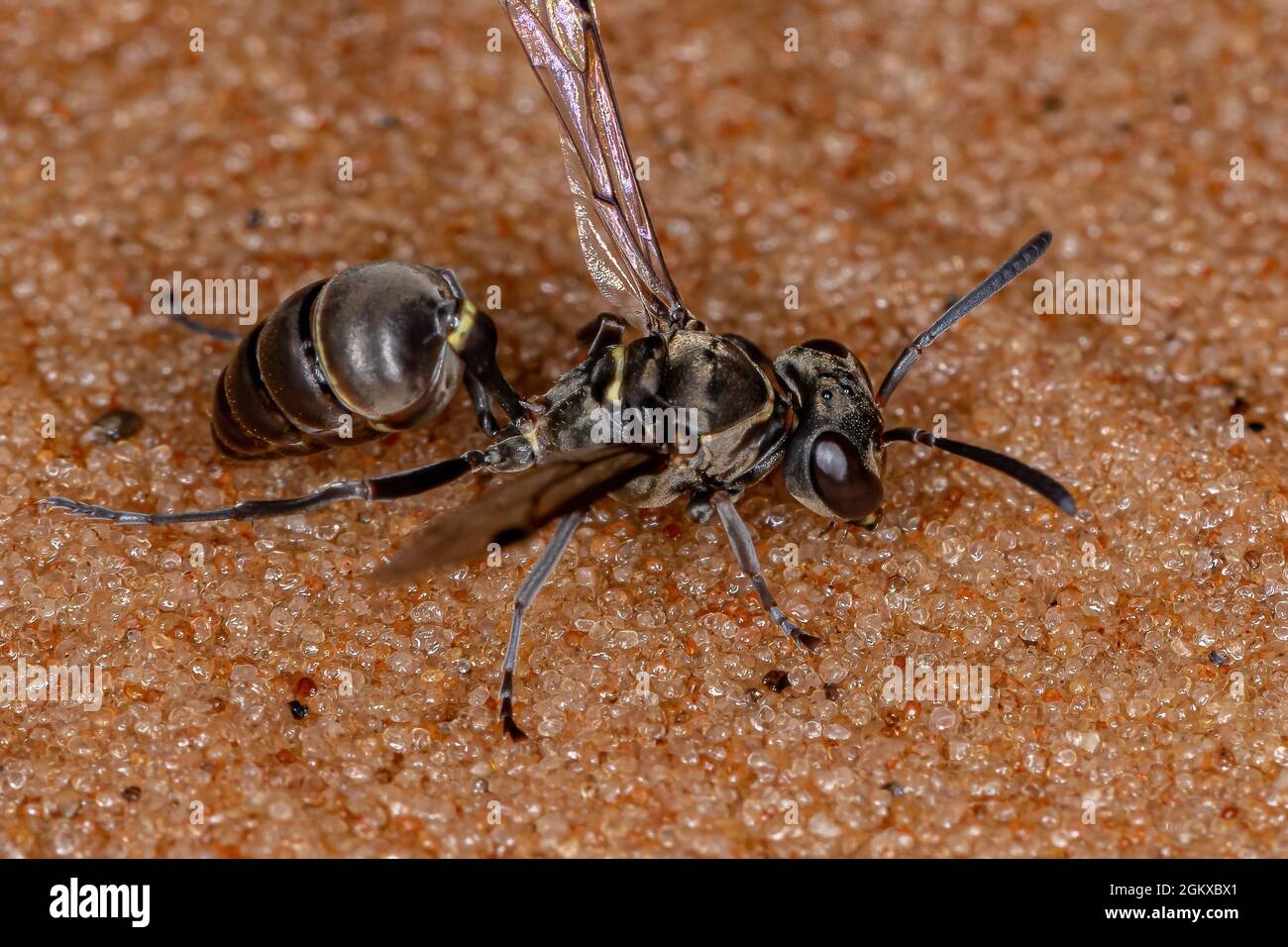 Adult Paper Wasp of the Genus Metapolybia Stock Photo - Alamy