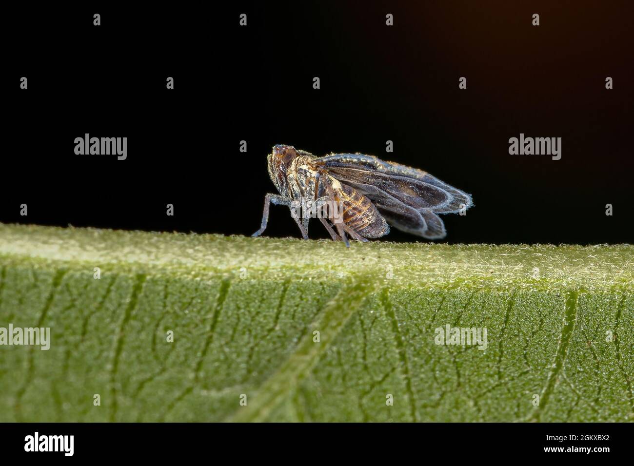 Adult Small Planthopper of the Family Cixiidae Stock Photo - Alamy