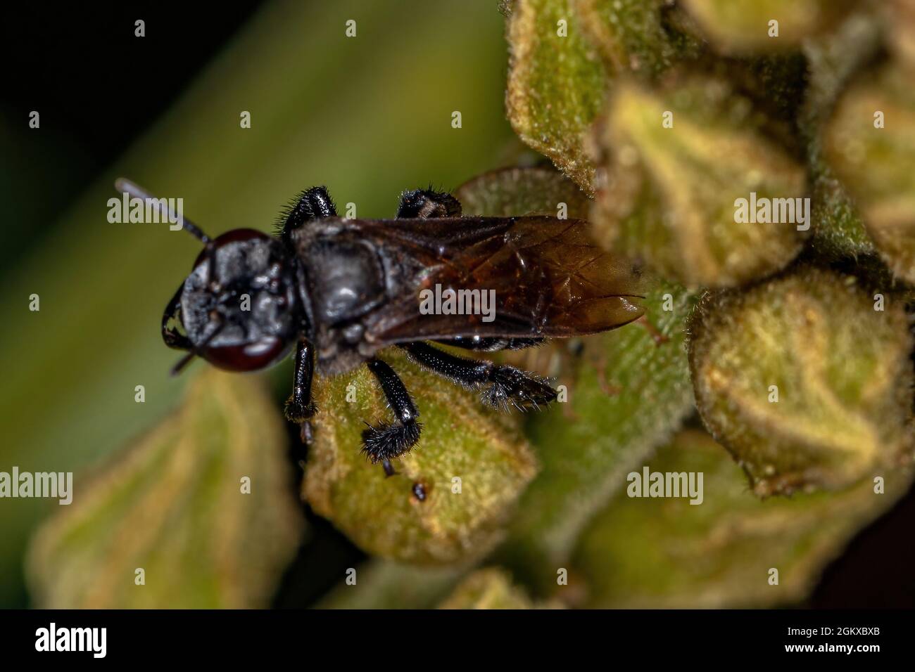Female stingless bee hi-res stock photography and images - Alamy