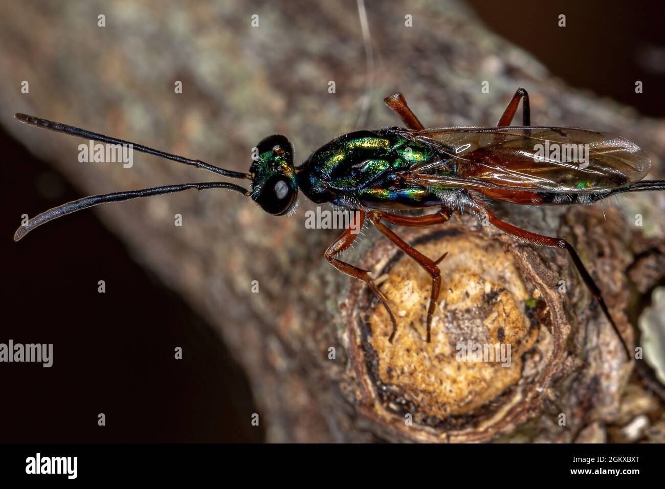 Adult Chalcidoid Wasp of the Superfamily Chalcidoidea Stock Photo - Alamy
