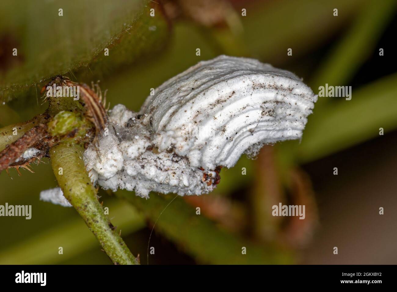 Giant Scale Insects High Resolution Stock Photography and Images - Alamy