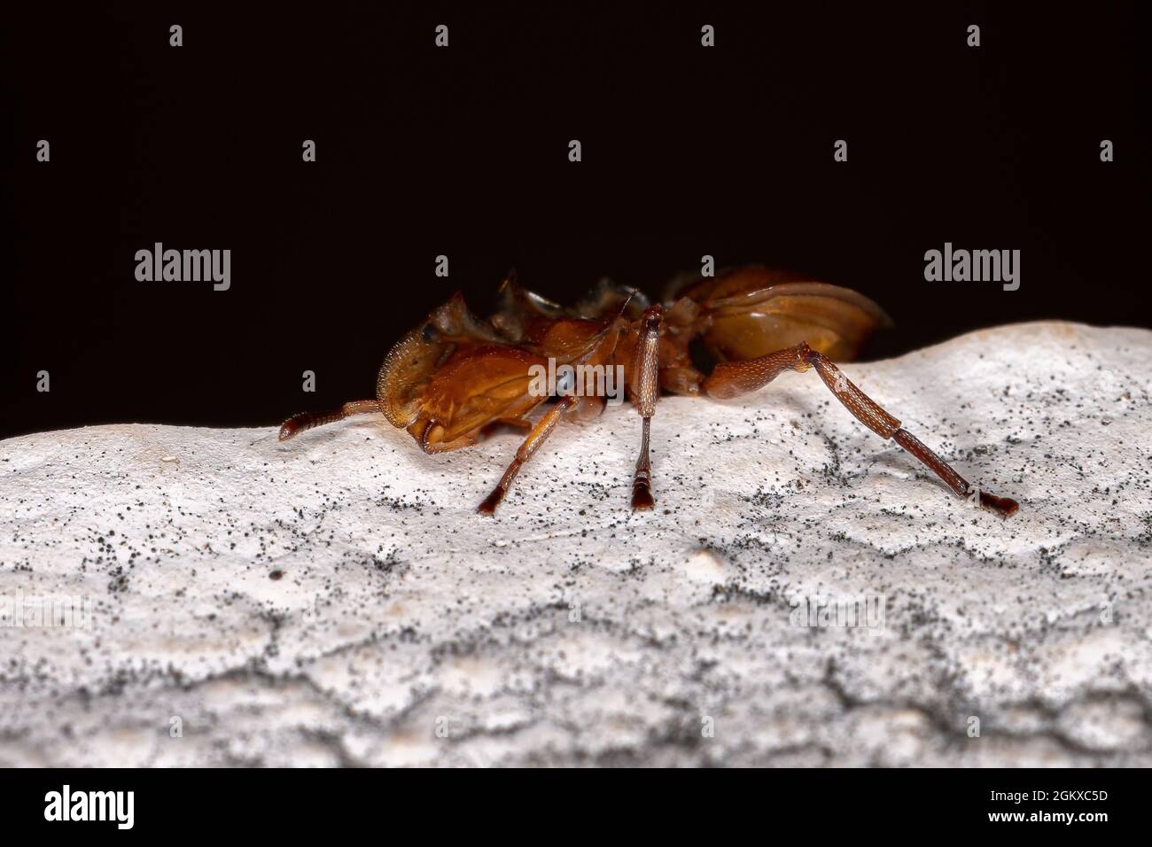 Adult Yellow Turtle Ant of the Genus Cephalotes Stock Photo - Alamy
