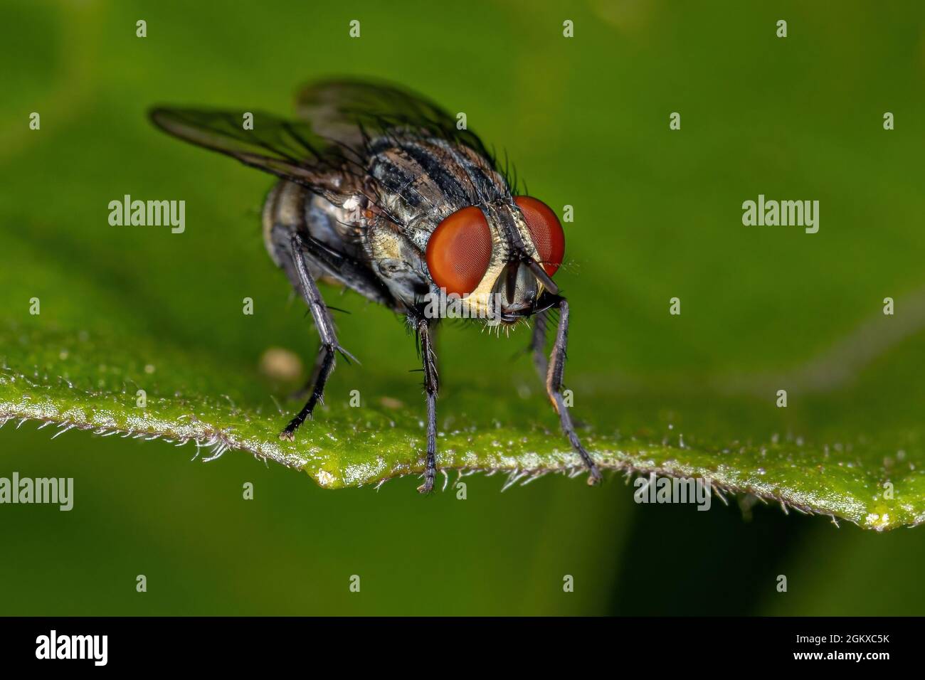 Adult Flesh Fly of the Family Sarcophagidae Stock Photo - Alamy