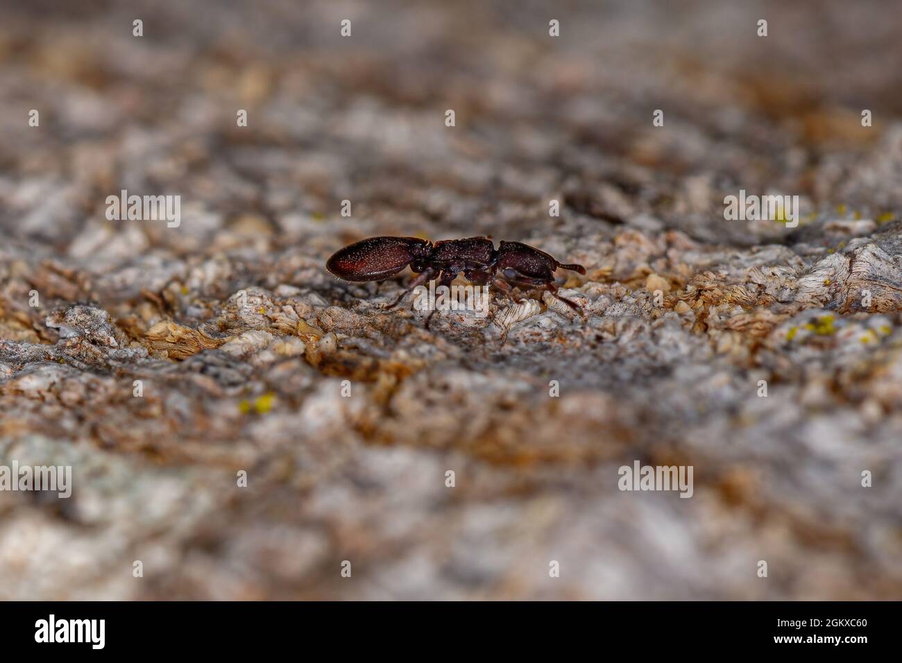Cephalotes red hi-res stock photography and images - Alamy