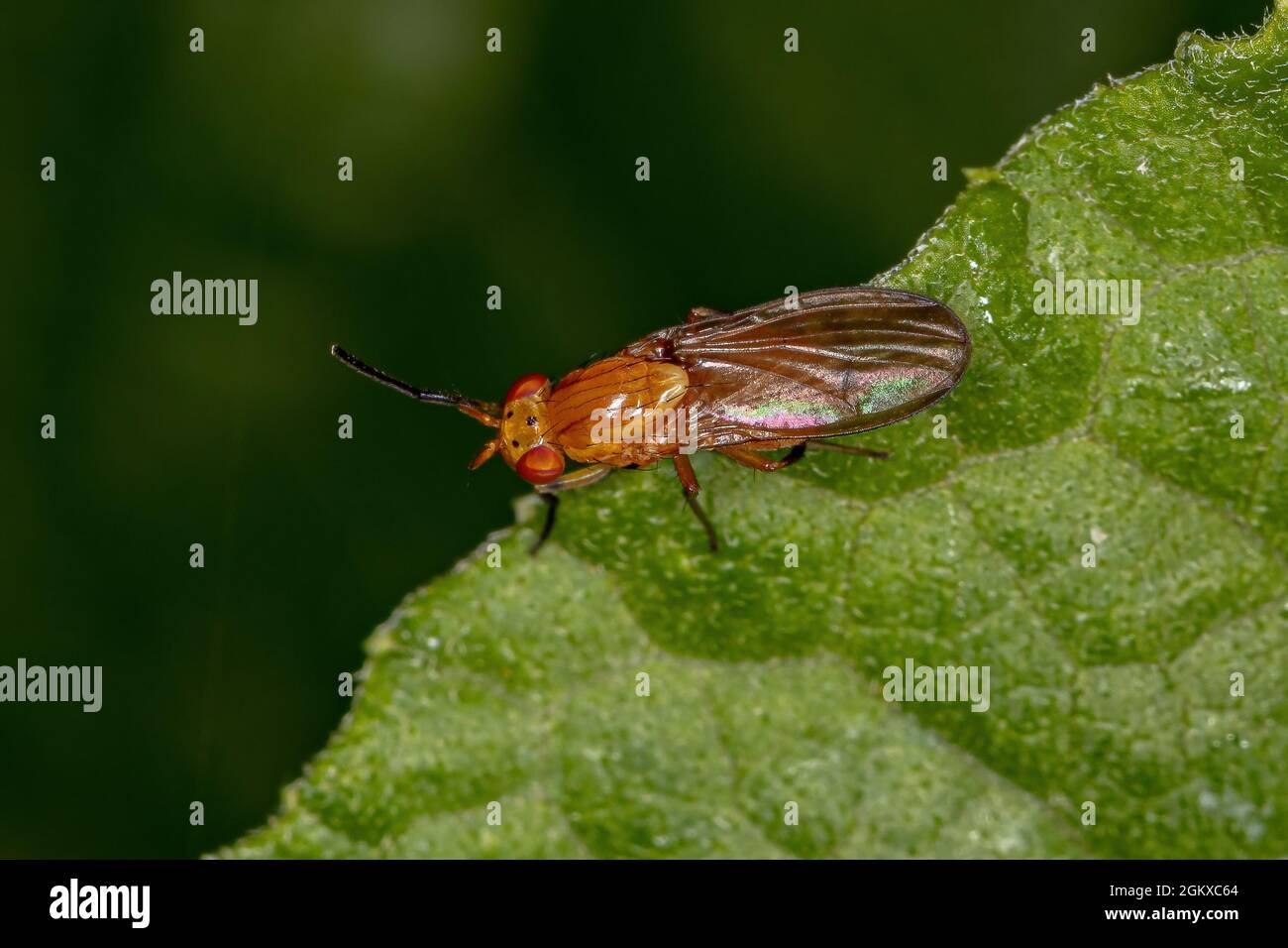 Adult Acalyptrate Fly of the Zoosubsection Acalyptratae Stock Photo - Alamy