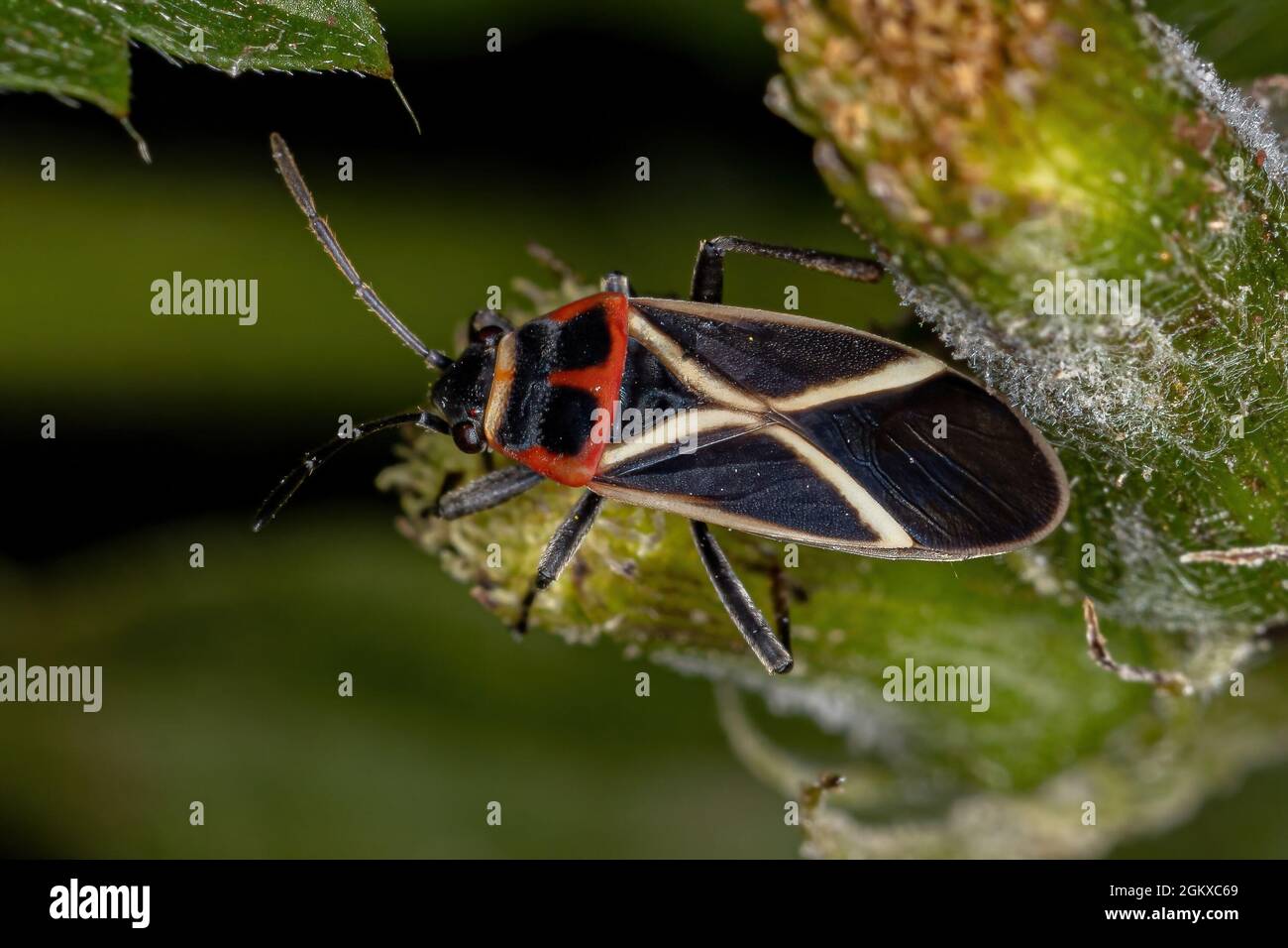 Lygaeidae Identification