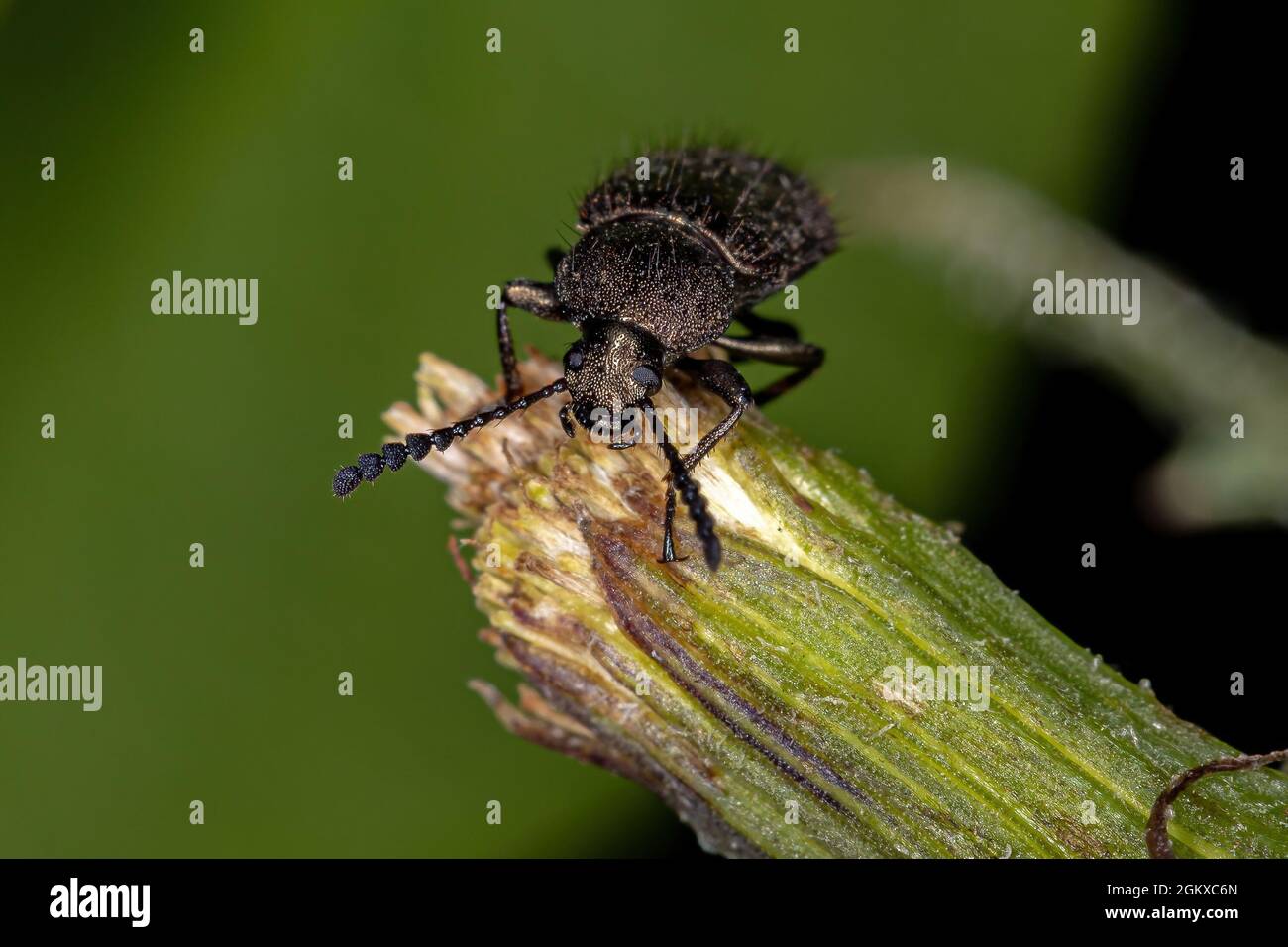 Adult Comb-clawed Darkling Beetle of the Subtribe Xystropodina Stock ...