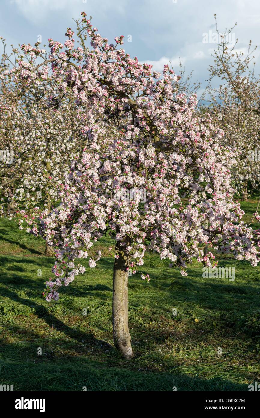 Apple blossom in bloom in a modern cider orchard Stock Photo - Alamy