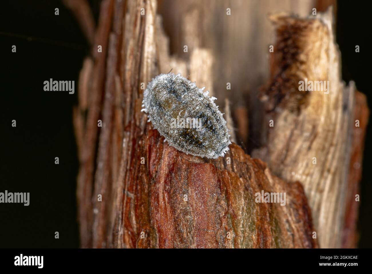 White Scale Insects of the Superfamily Coccoidea Stock Photo - Alamy