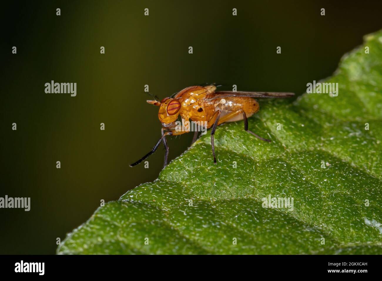 Adult Acalyptrate Fly of the Zoosubsection Acalyptratae Stock Photo - Alamy