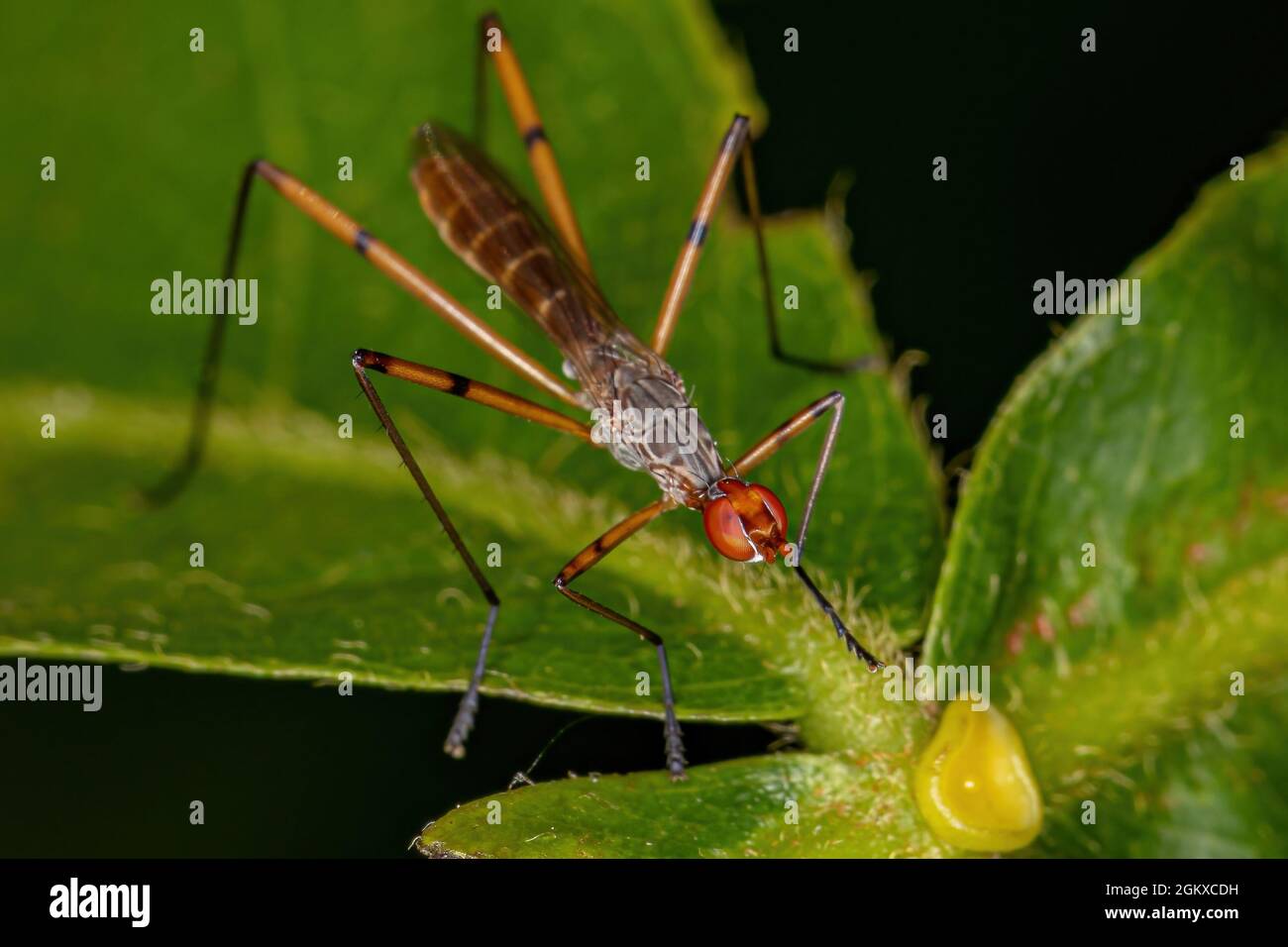 Adult Stilt-legged Fly of the Genus Micropeza Stock Photo - Alamy