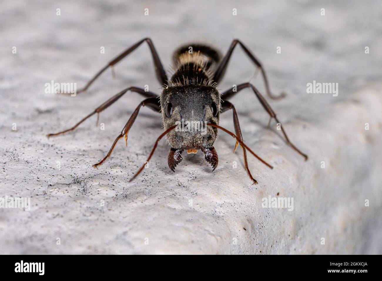 Adult Female Carpenter Ant of the genus Camponotus Stock Photo - Alamy