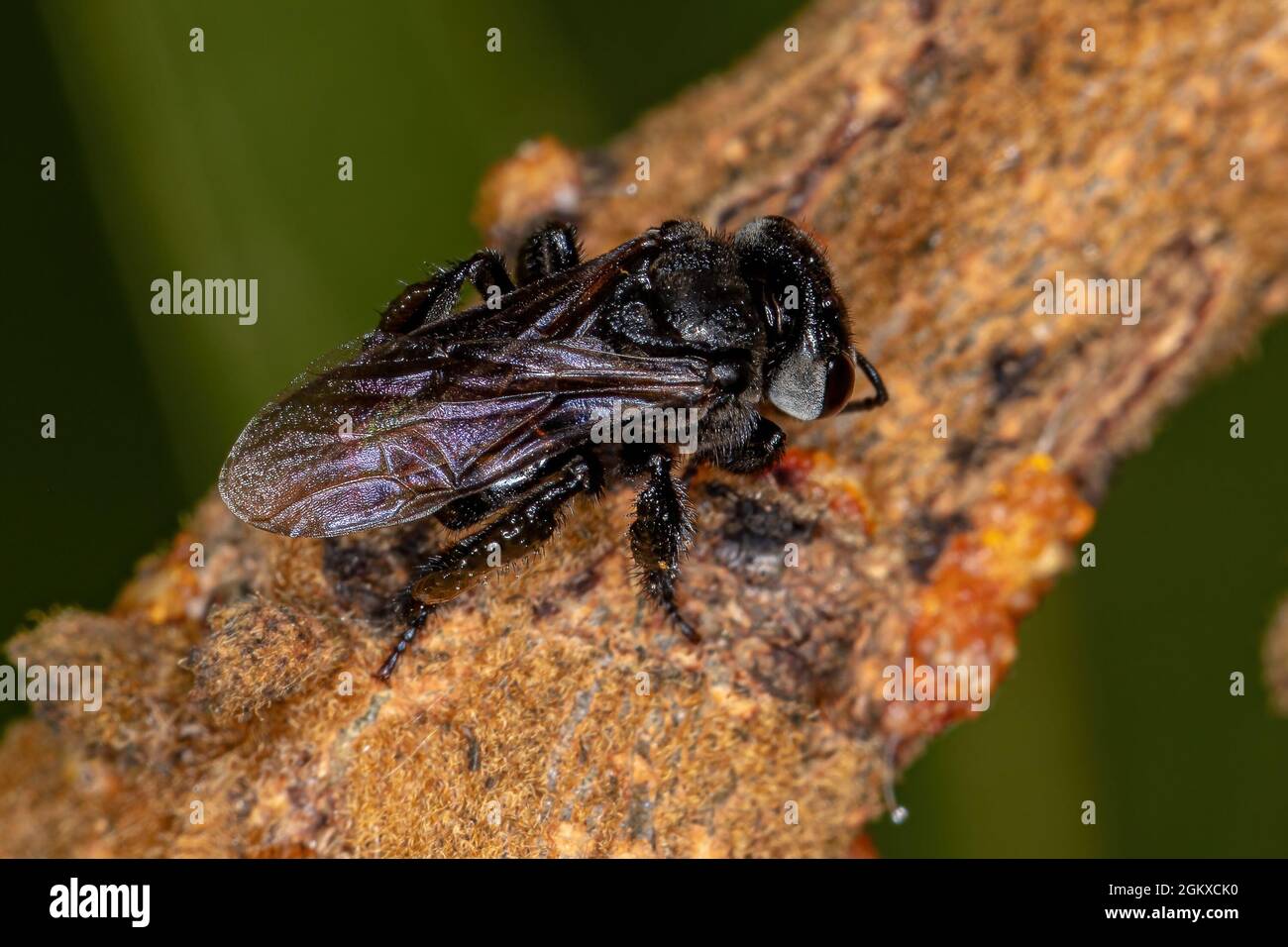 Adult Female Stingless Bee of the Genus Trigona Stock Photo - Alamy