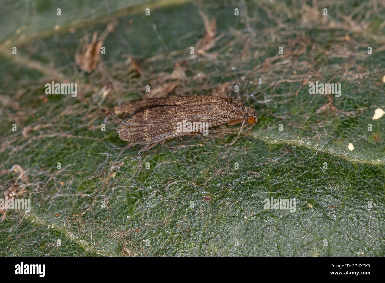 Adult Caddisfly Insect of the Order Trichoptera Stock Photo - Alamy