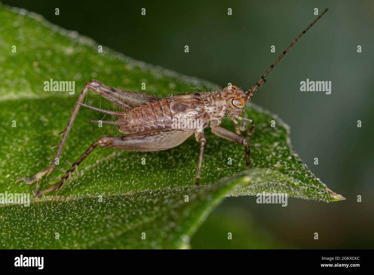 True Cricket Nymph of the Family Trigonidiidae Stock Photo - Alamy