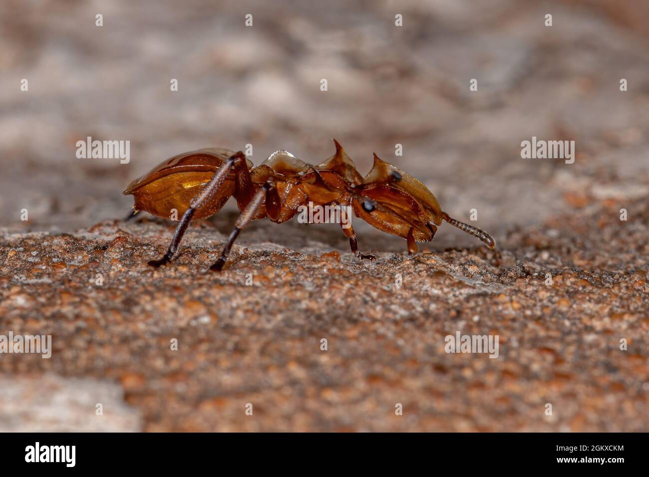 Adult Yellow Turtle Ant of the Genus Cephalotes Stock Photo - Alamy