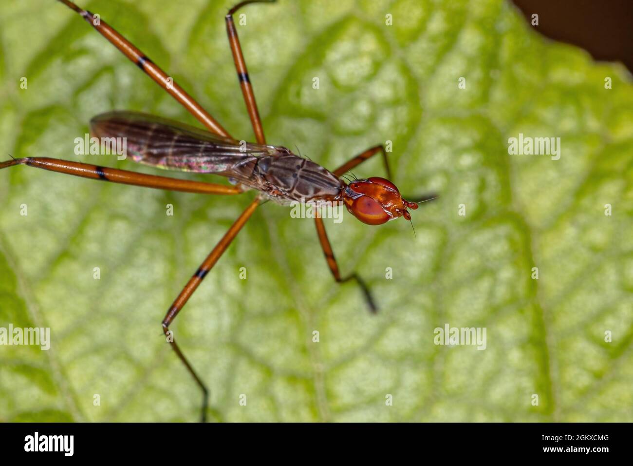 Micropeza hi-res stock photography and images - Alamy