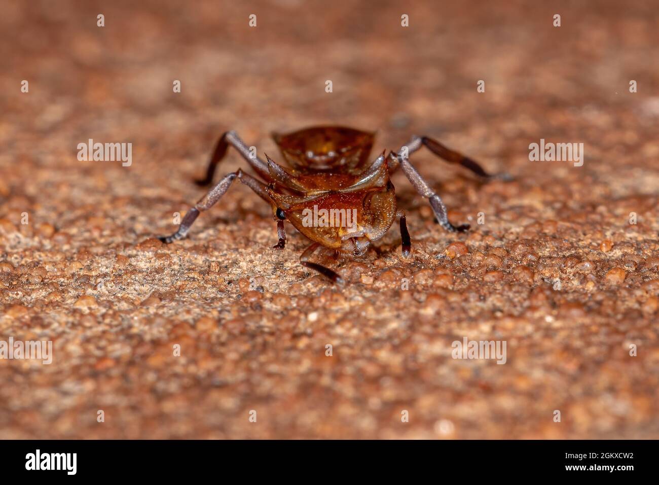 Adult Yellow Turtle Ant of the Genus Cephalotes Stock Photo - Alamy