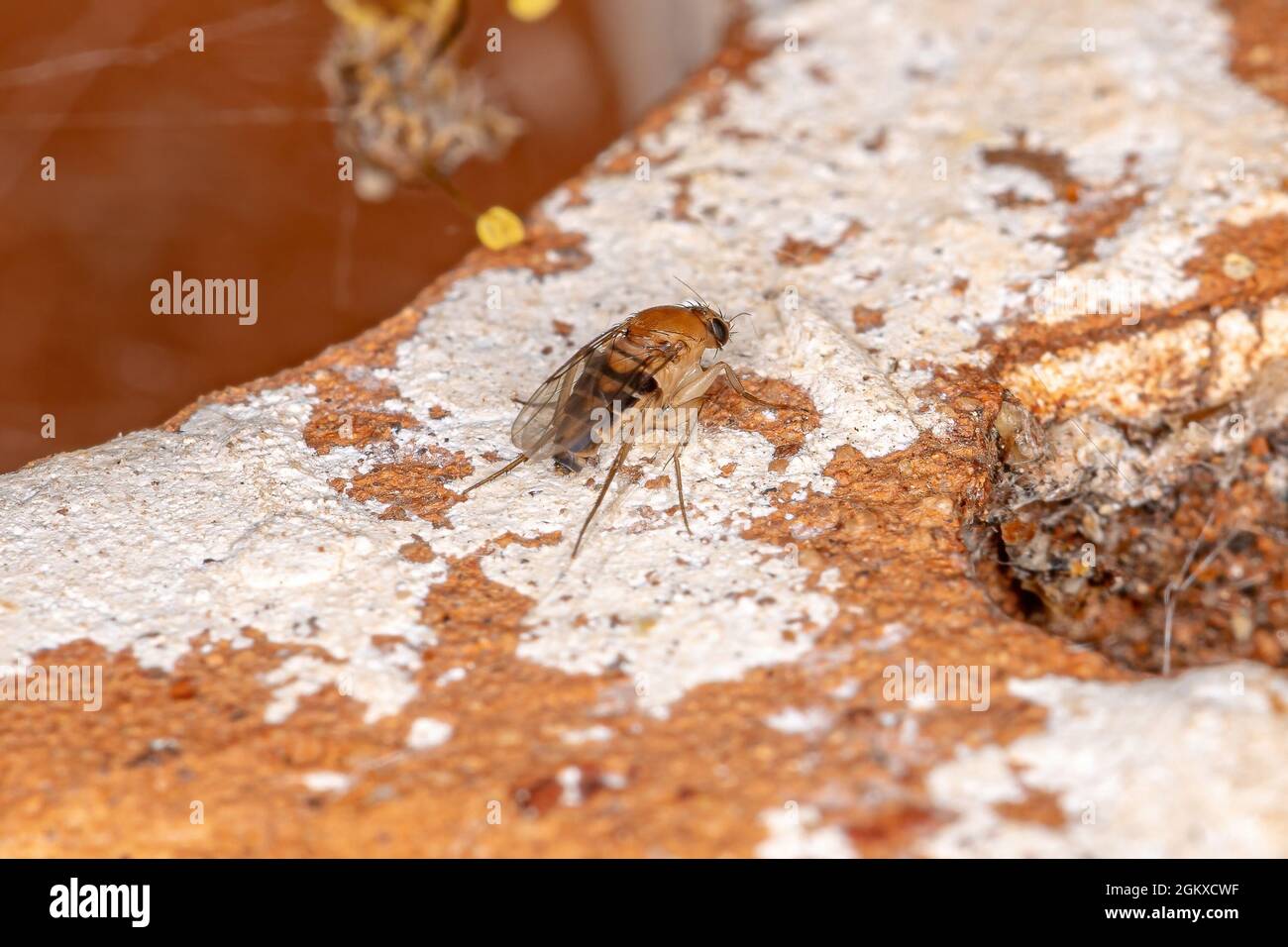 Humpbacked fly hi-res stock photography and images - Alamy