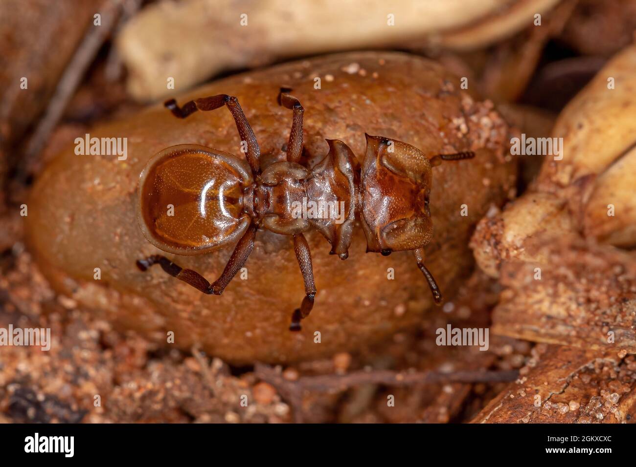 Adult Yellow Turtle Ant of the Genus Cephalotes Stock Photo - Alamy