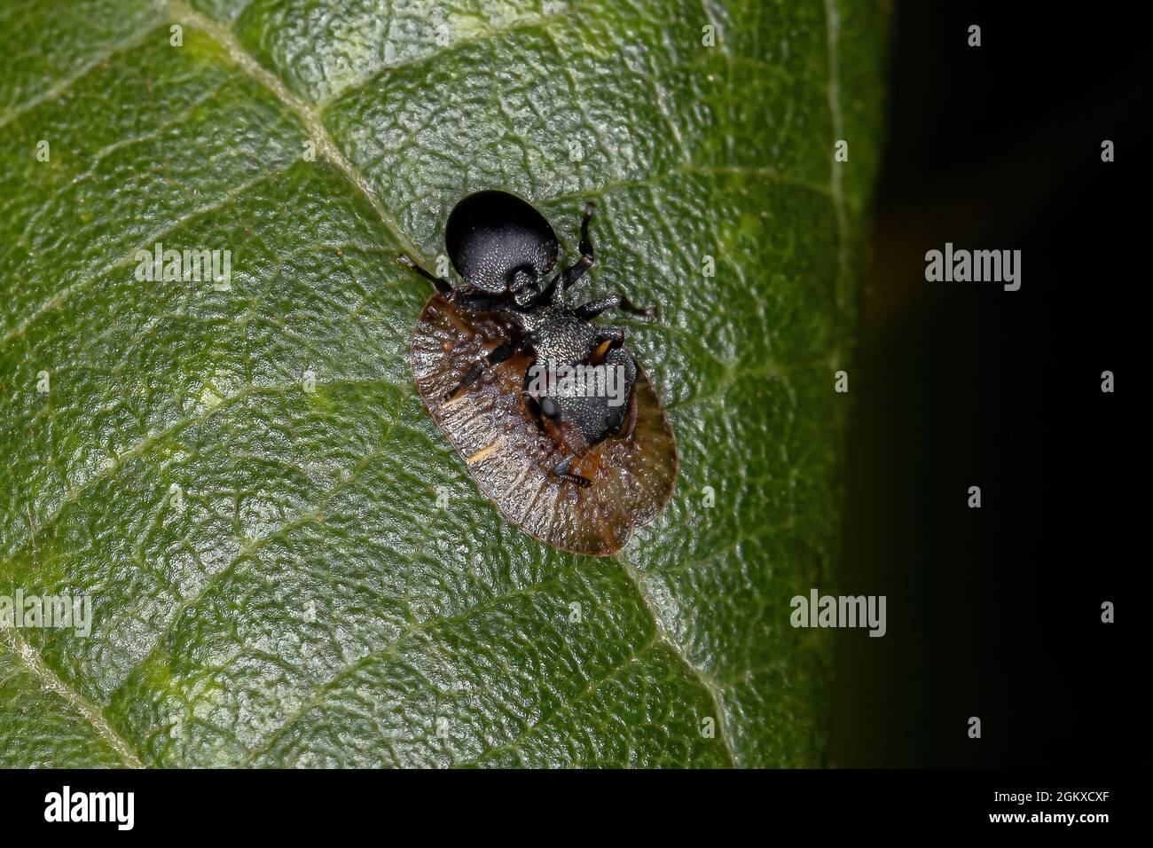 Symbolic interaction between Turtle Ants of the Genus Cephalotes and ...