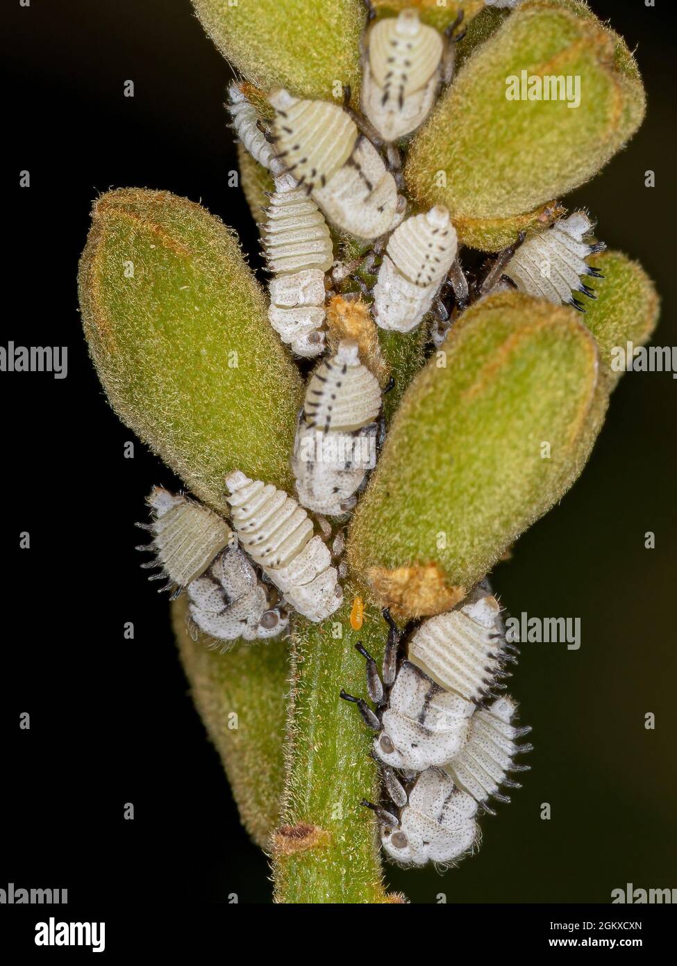 Typical Treehoppers nymphs of the Family Membracidae Stock Photo - Alamy