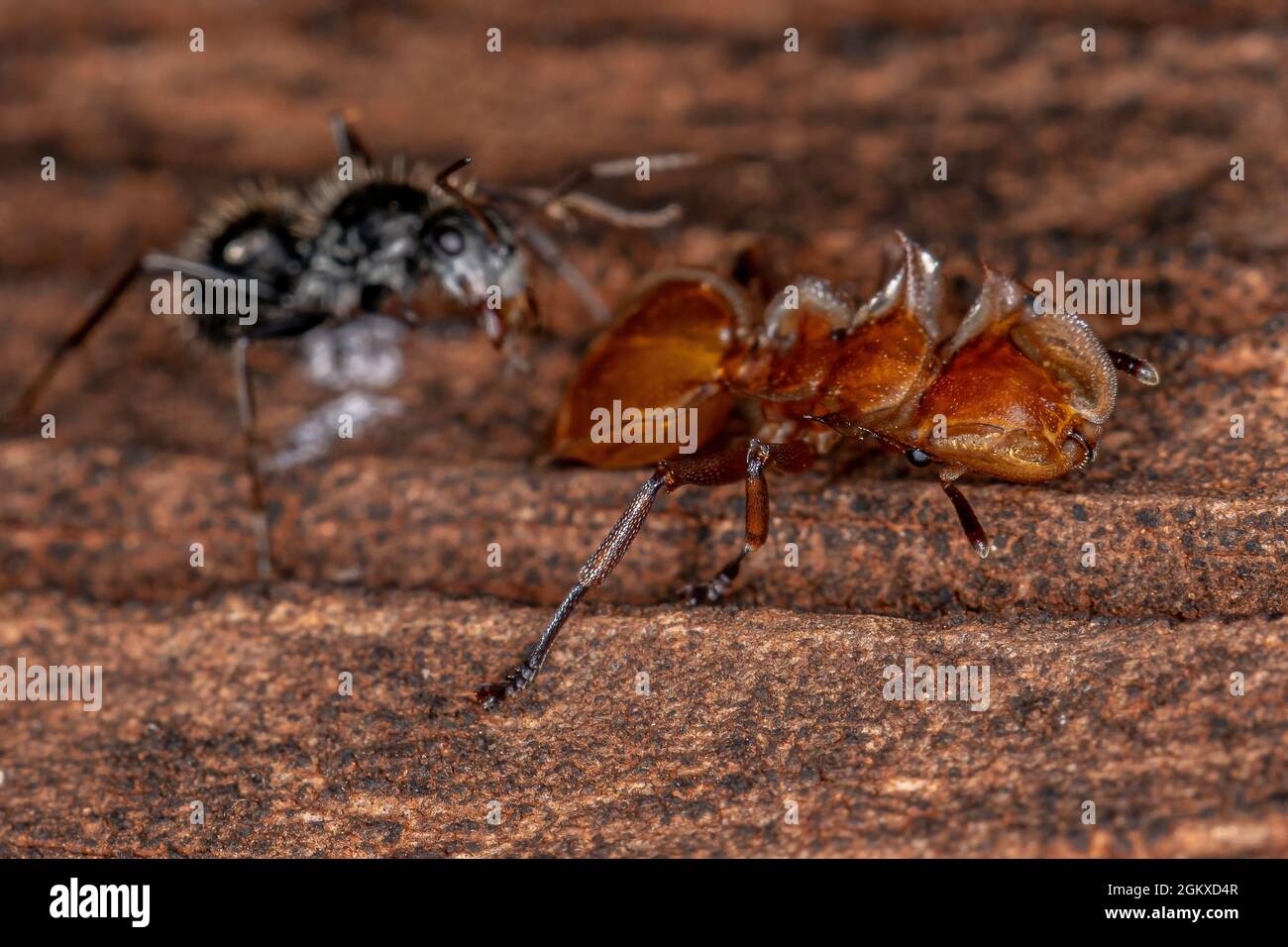Adult Yellow Turtle Ant of the Genus Cephalotes Stock Photo - Alamy
