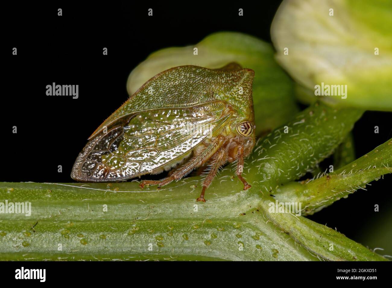 Adult Buffalo Treehopper of the Tribe Ceresini Stock Photo - Alamy