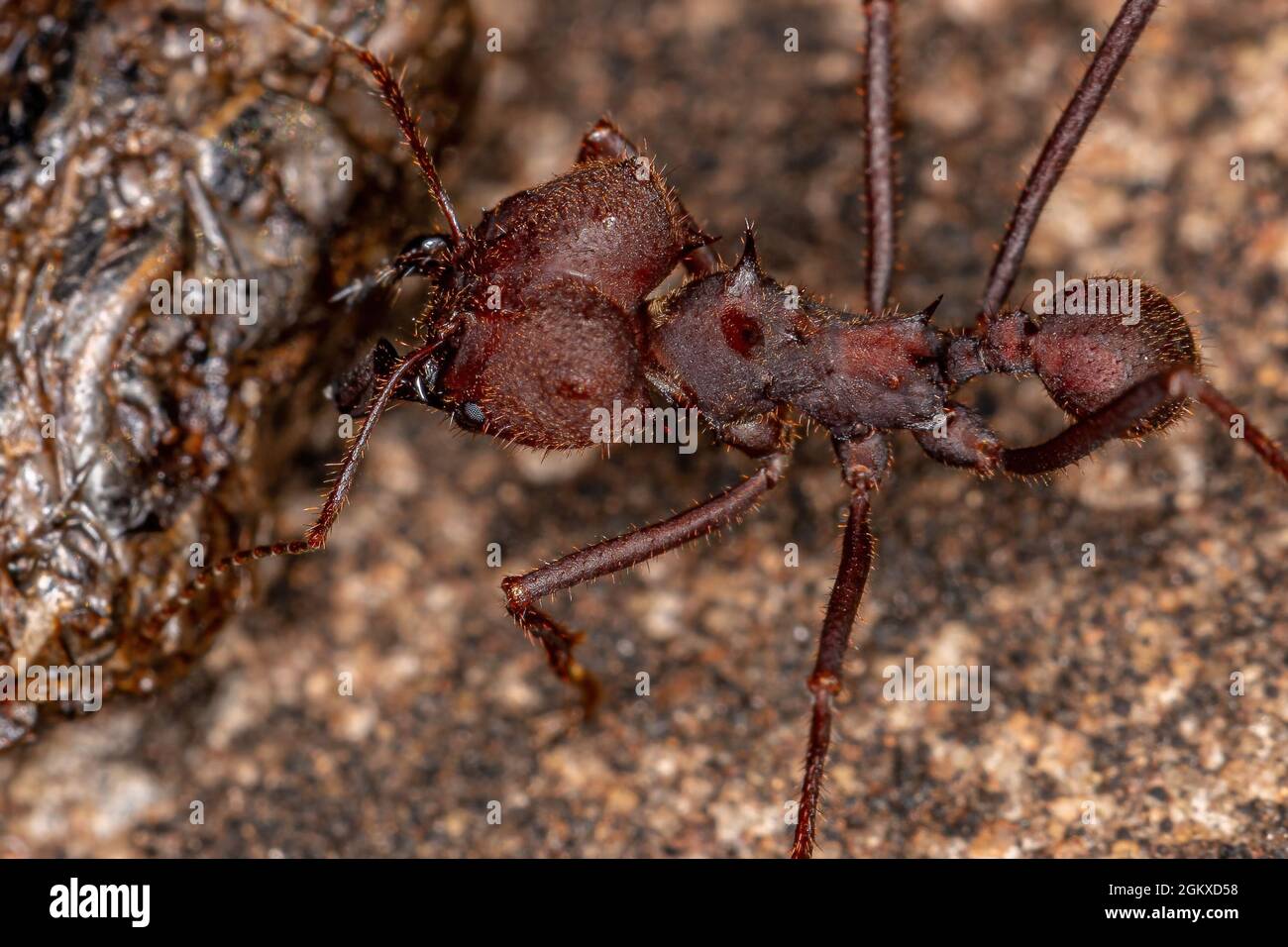 Atta Leaf-cutter Ant of the Genus Atta Stock Photo - Alamy