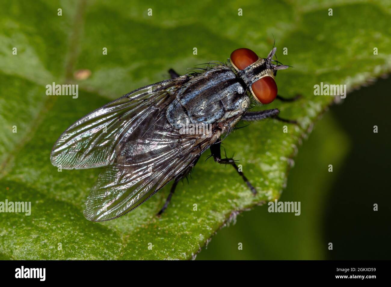 Adult Flesh Fly of the Family Sarcophagidae Stock Photo - Alamy