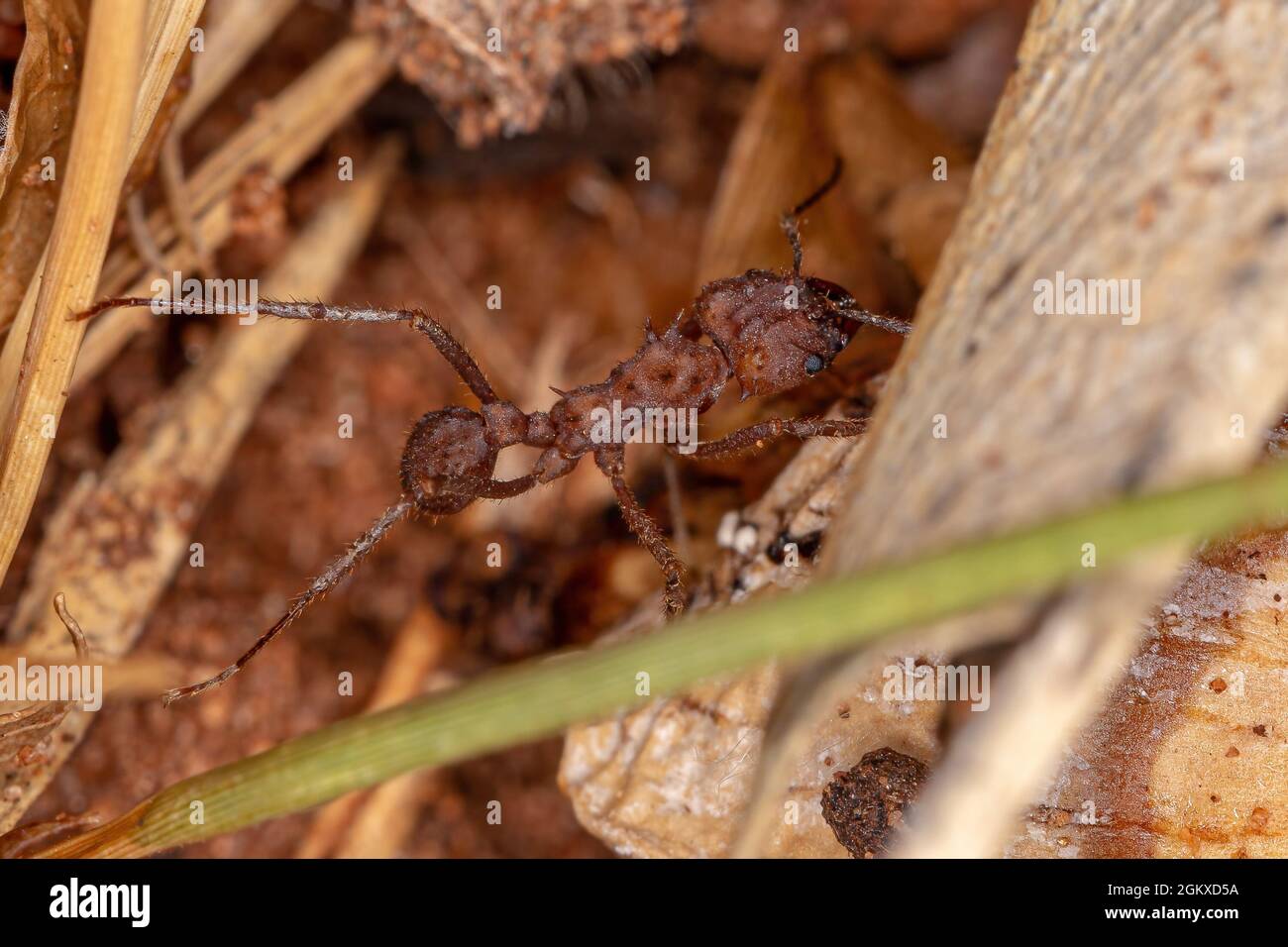 Adult Acromyrmex Leaf-cutter Ant of the Genus Acromyrmex Stock Photo ...