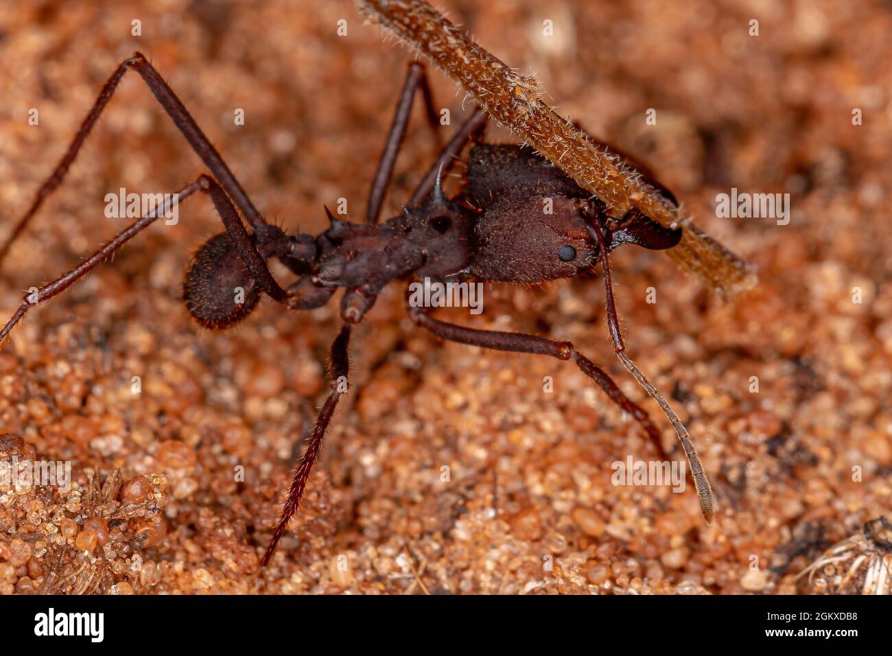 Atta sexdens hi-res stock photography and images - Alamy