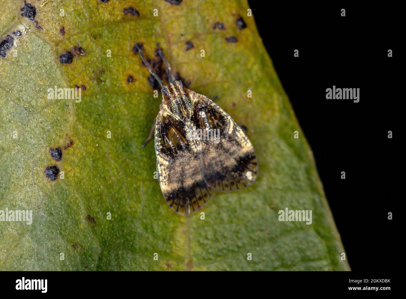 Adult Small Planthopper of the Family Cixiidae Stock Photo - Alamy