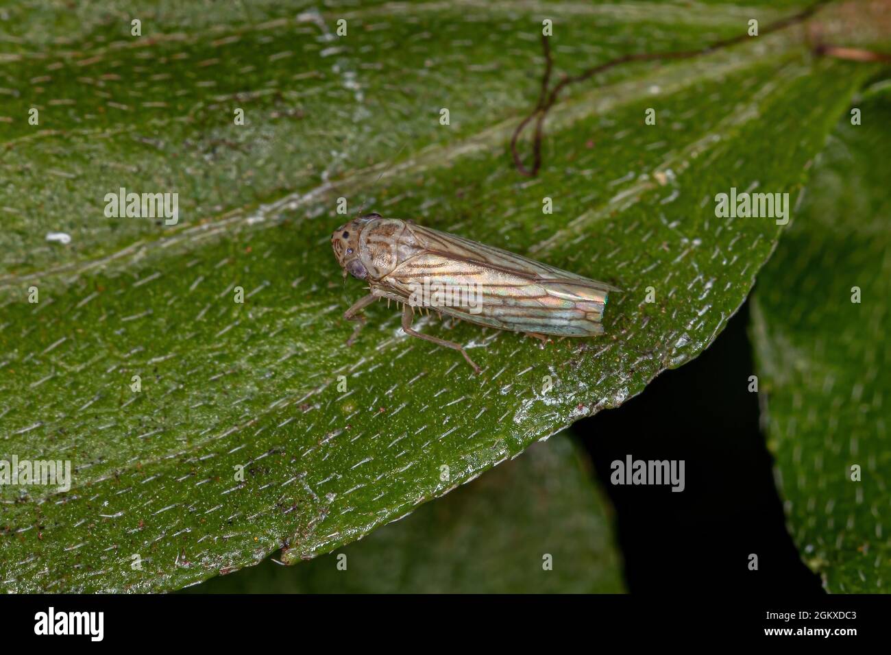 Adult Sharpshooter Insect of the Subfamily Cicadellinae Stock Photo - Alamy
