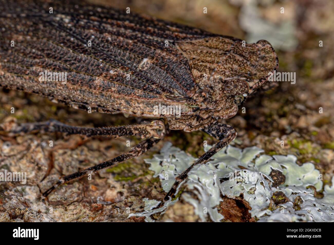 Adult Planthopper Insect of the Family Fulgoridae Stock Photo - Alamy