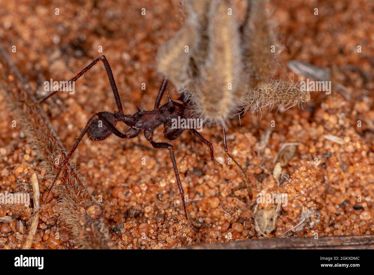 Atta Leaf-cutter Ant of the Genus Atta Stock Photo - Alamy