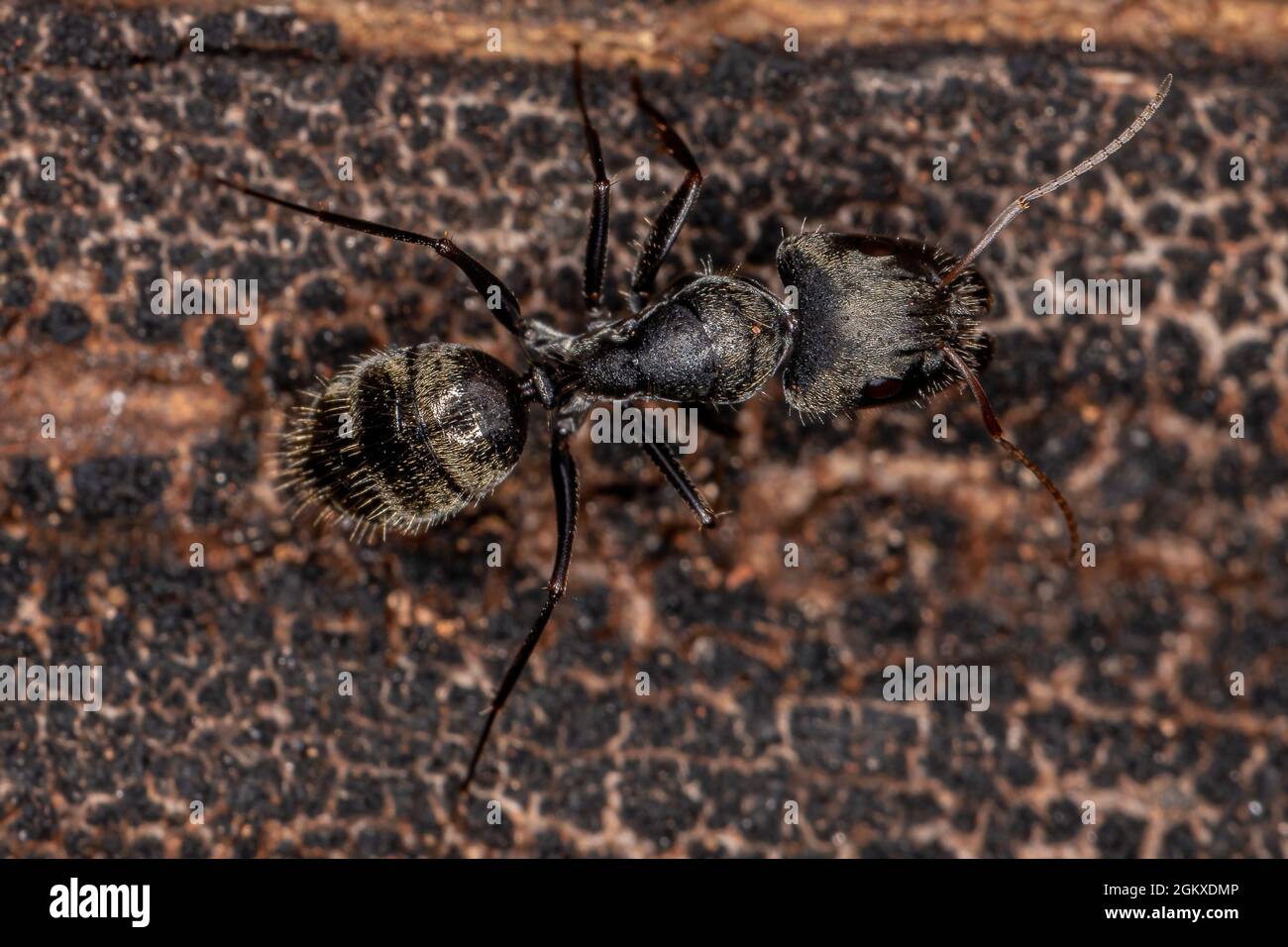 Adult Female Carpenter Ant of the genus Camponotus Stock Photo - Alamy
