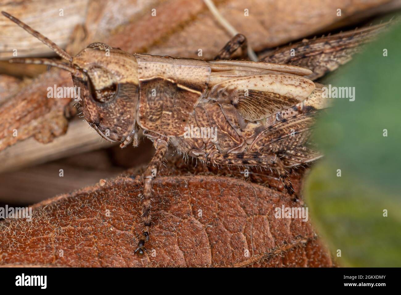 Acrididae (short Horned Grasshoppers)