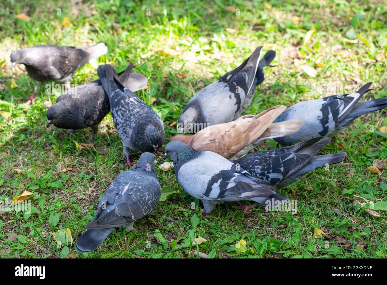 flock of pigeons eating a piece of bread Stock Photo - Alamy