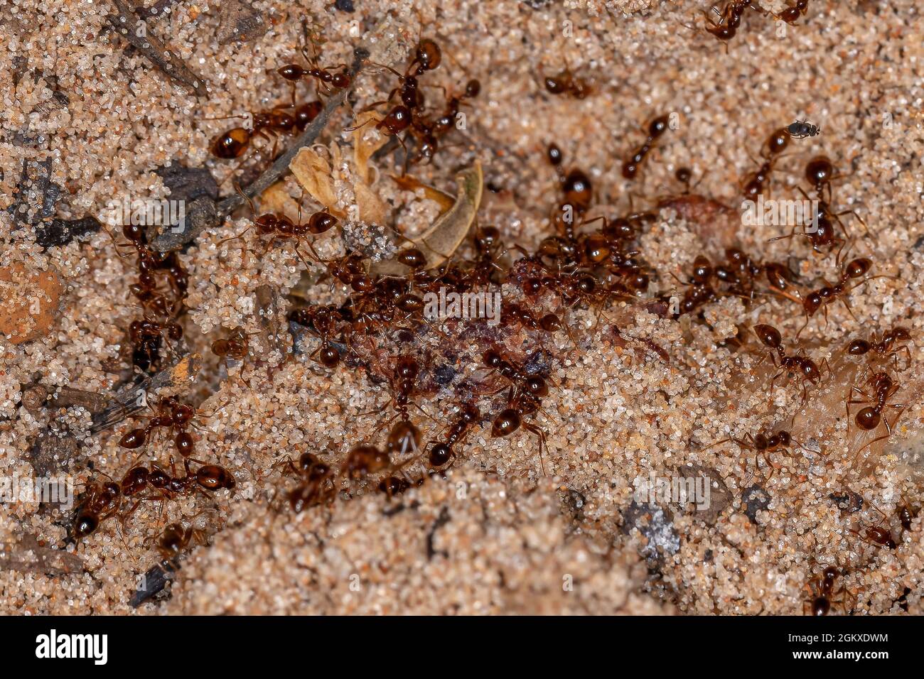 Adult Fire Ants of the Genus Solenopsis Stock Photo - Alamy