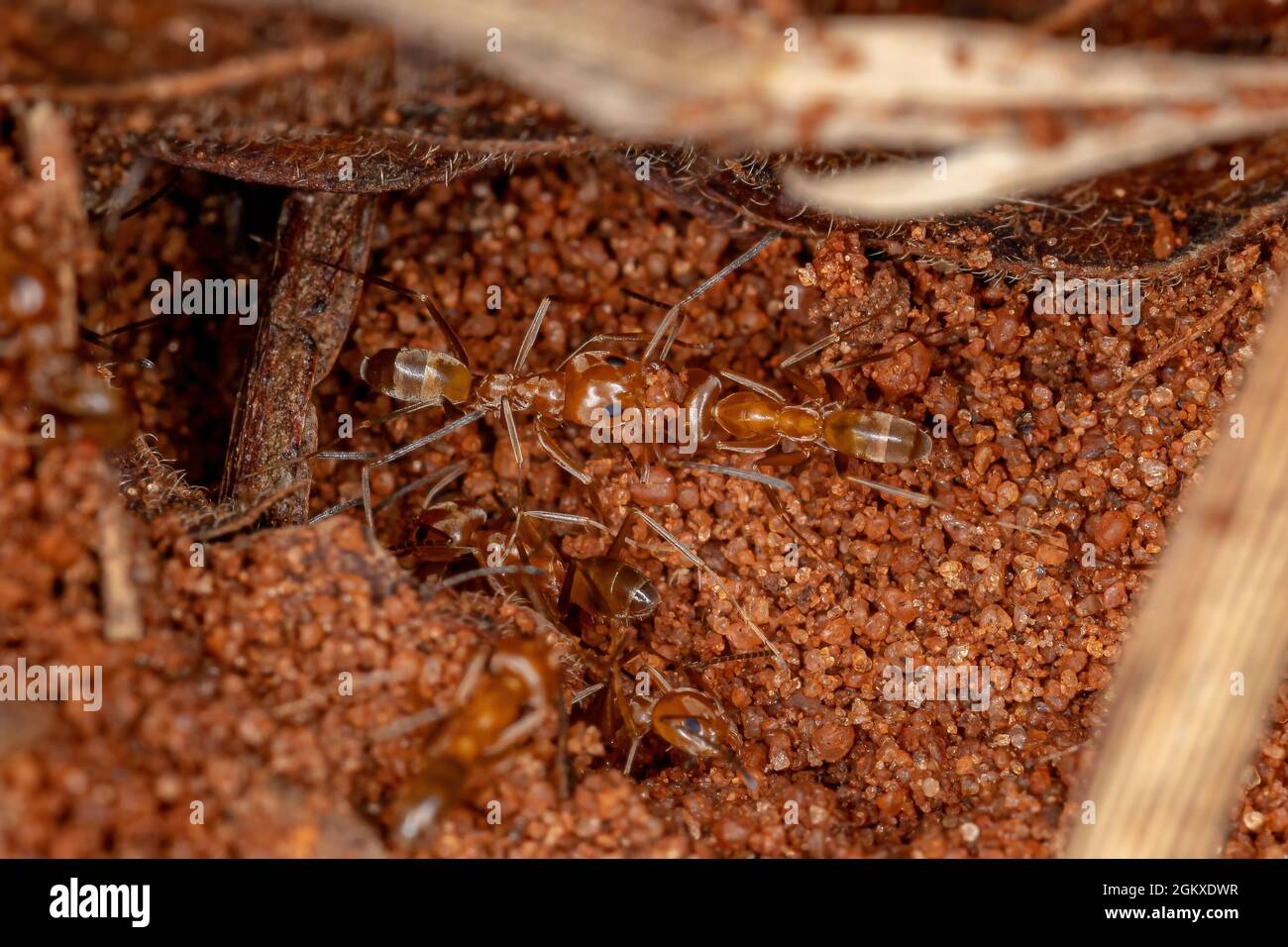 Adult Pyramid Ants of the Genus Dorymyrmex Stock Photo - Alamy