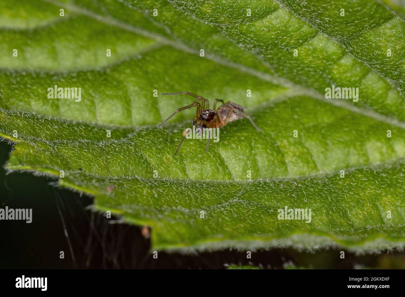 Adult Male Small Meshweaver Spider of the Family Dictynidae Stock Photo ...