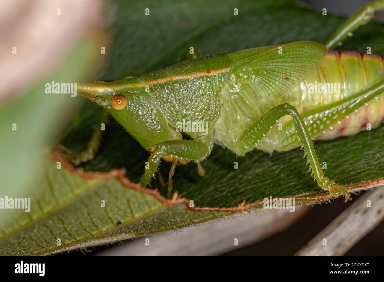 Conehead Katydid Nymph of the Subfamily Conocephalinae Stock Photo - Alamy