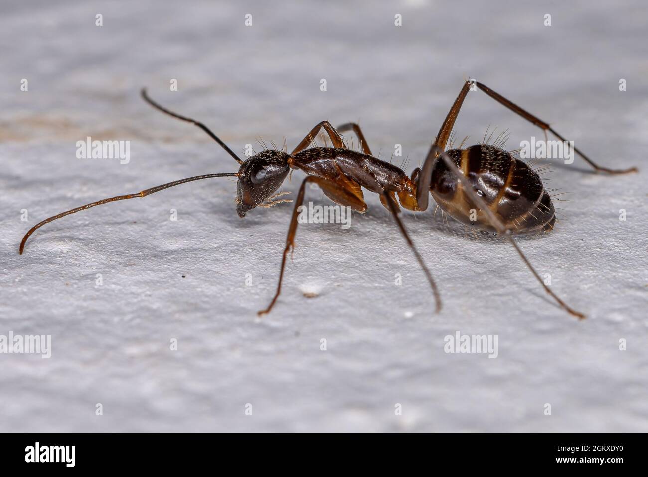 Adult Female Carpenter Ant of the genus Camponotus Stock Photo - Alamy