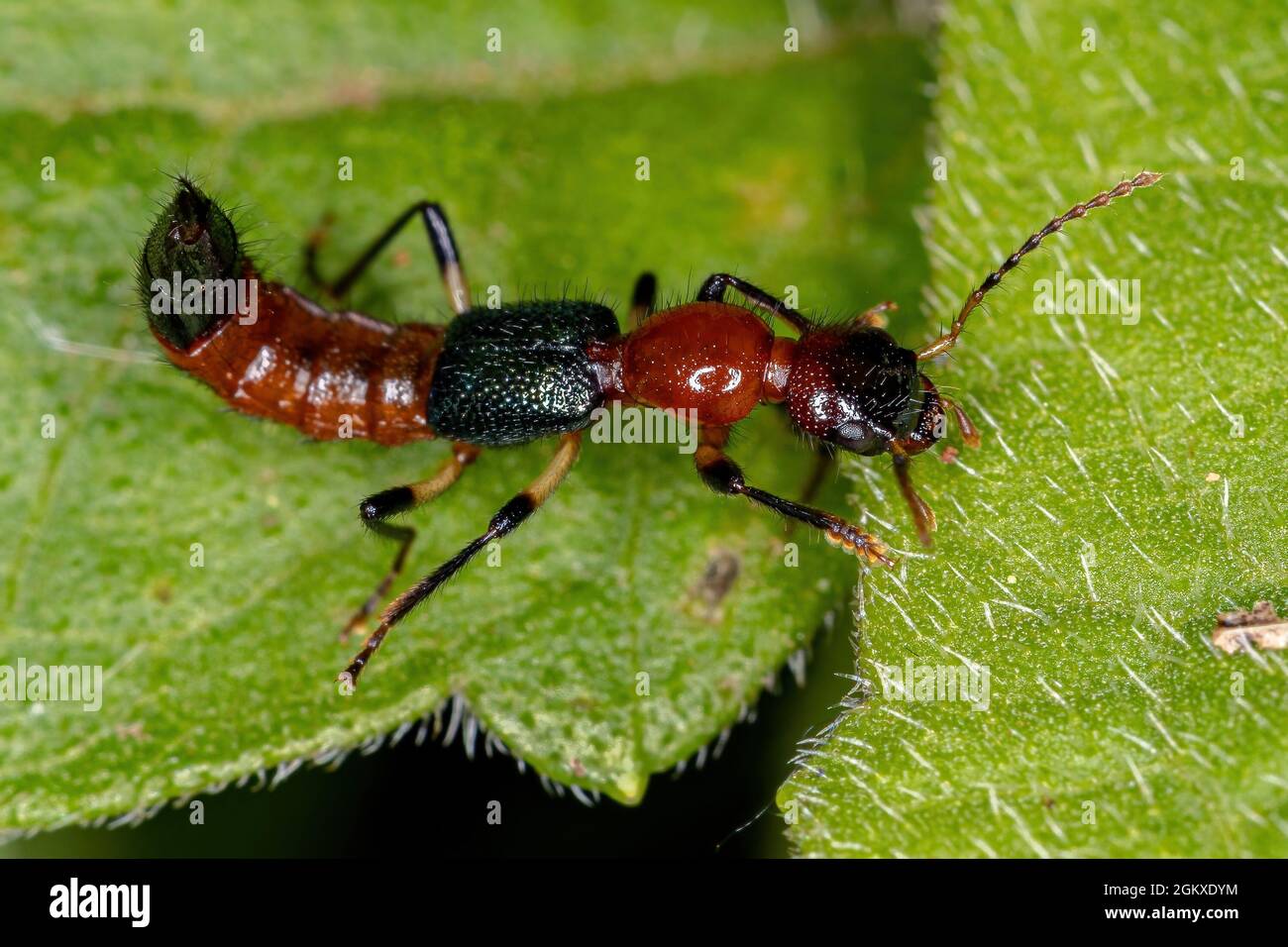 Rove beetle paederus fuscipes hi-res stock photography and images - Alamy