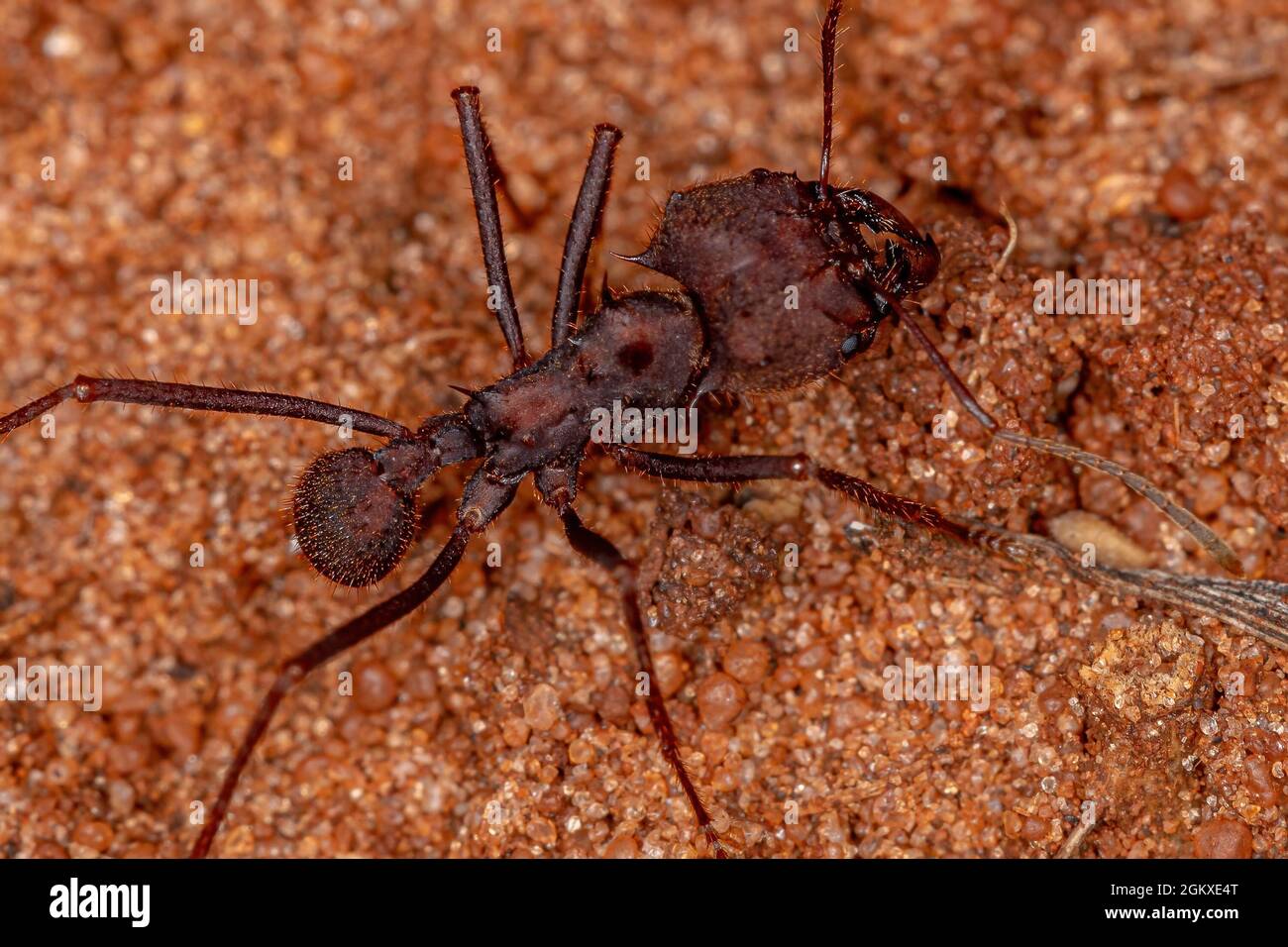 Atta Leaf-cutter Ant of the Genus Atta Stock Photo - Alamy