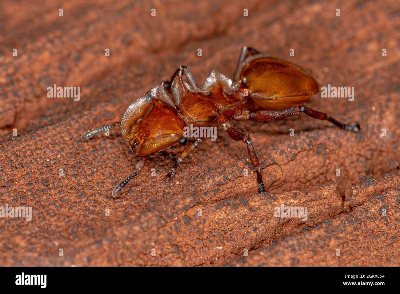 Adult Yellow Turtle Ant of the Genus Cephalotes Stock Photo - Alamy