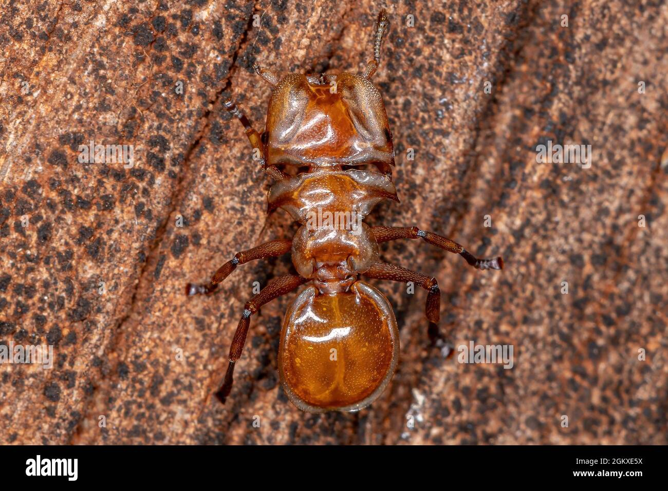 Adult Yellow Turtle Ant of the Genus Cephalotes Stock Photo - Alamy